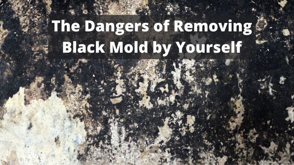 Toxic Black Mold - 4 Signs Your Home has Toxic Black Mold
